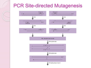 Tifa site directed mutagenesis | PPT