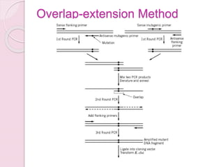 Tifa site directed mutagenesis | PPT
