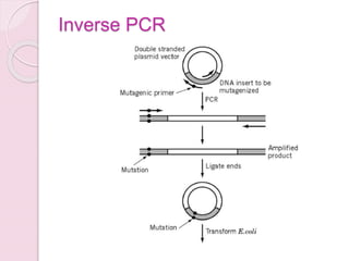Tifa site directed mutagenesis | PPT