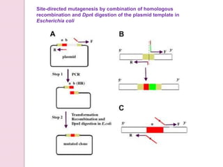 Tifa site directed mutagenesis | PPT