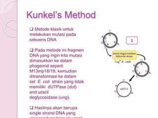 Tifa site directed mutagenesis | PPT