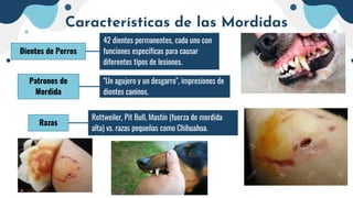 Mordedura de Perros Aspecto legal, revisión | PPTX