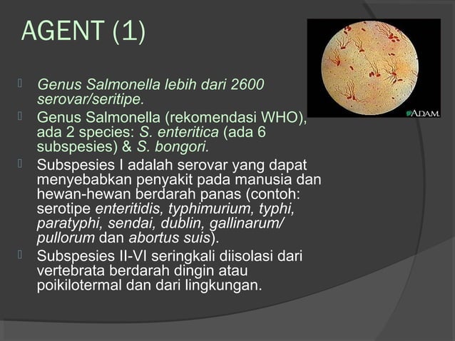 Tifoid | PPT