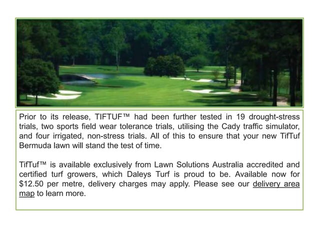 Tiftuf Bermuda Grass By Au