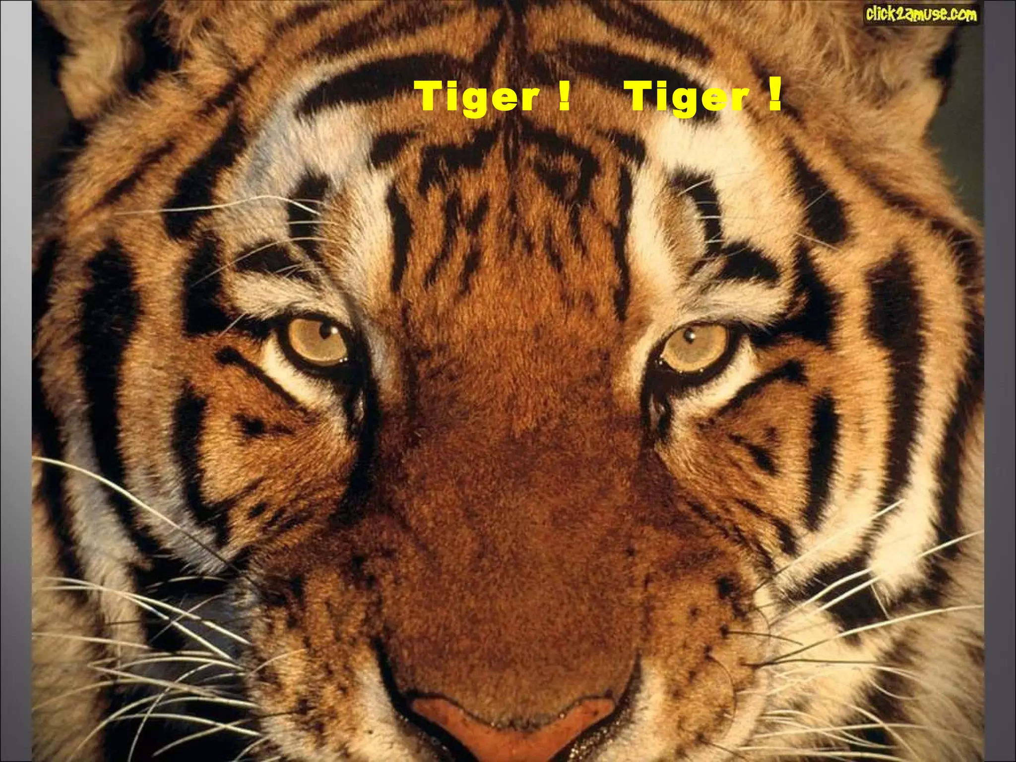 Tiger, Tiger | PPT