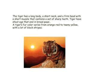 Tiger | PPT | Large Animals | Pets