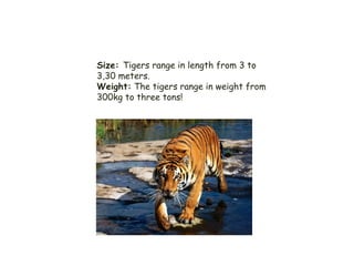 Tiger | PPT | Large Animals | Pets
