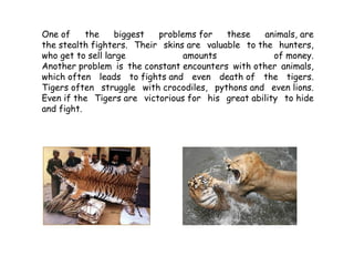 Tiger | PPT | Large Animals | Pets