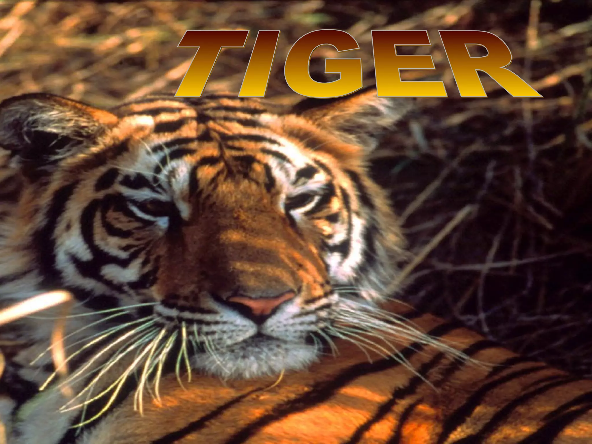 tiger | PPT