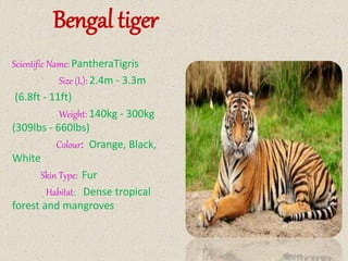 Tiger | PPTX