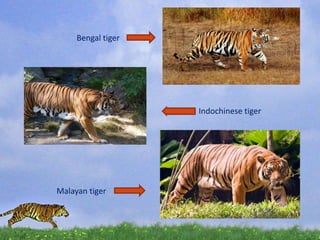 Tiger | PPTX