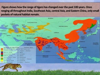 Bengal Tiger Habitat Map