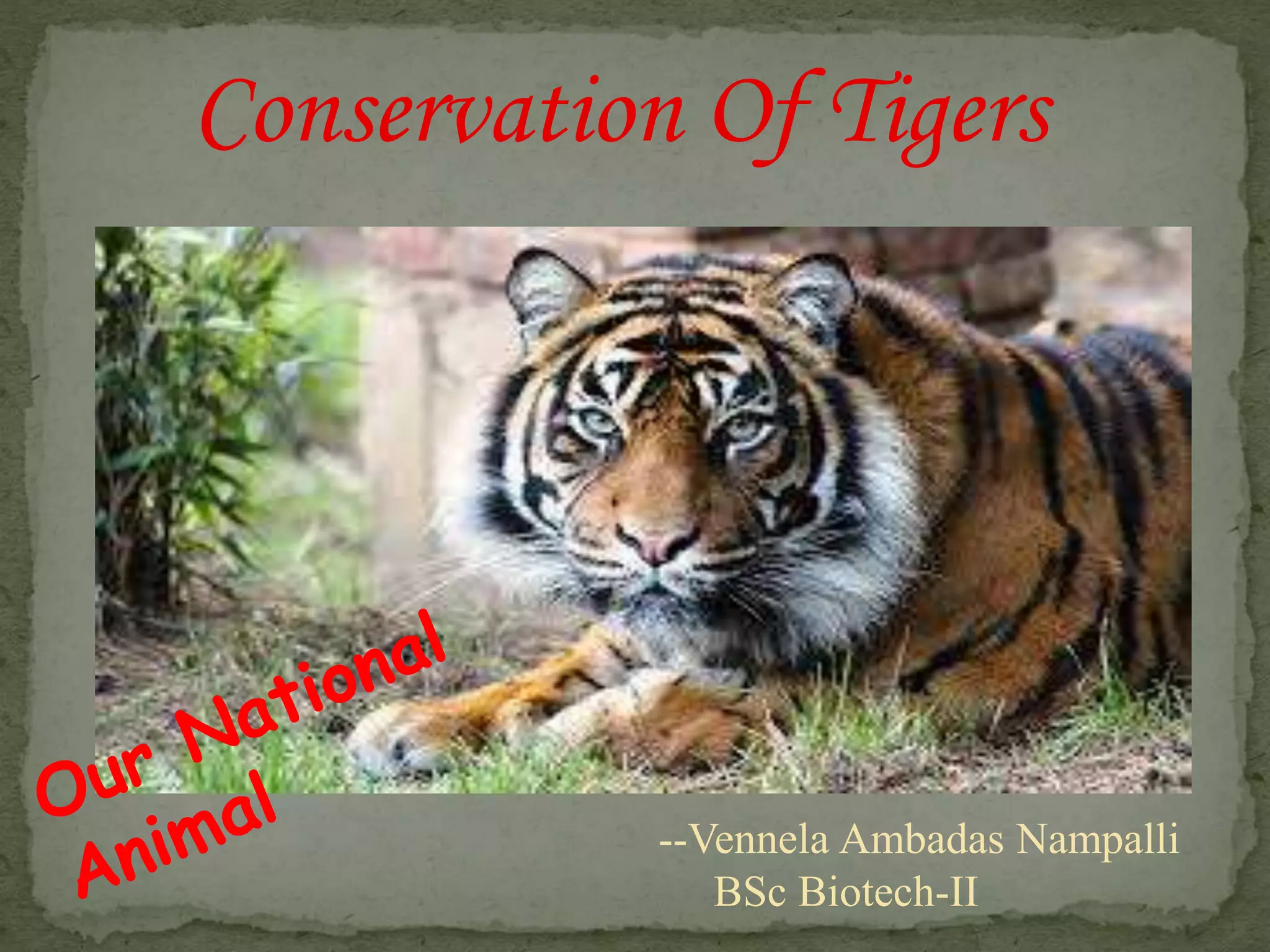 Tiger Conservation Pptx