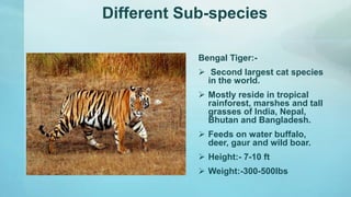 Tiger | PPTX