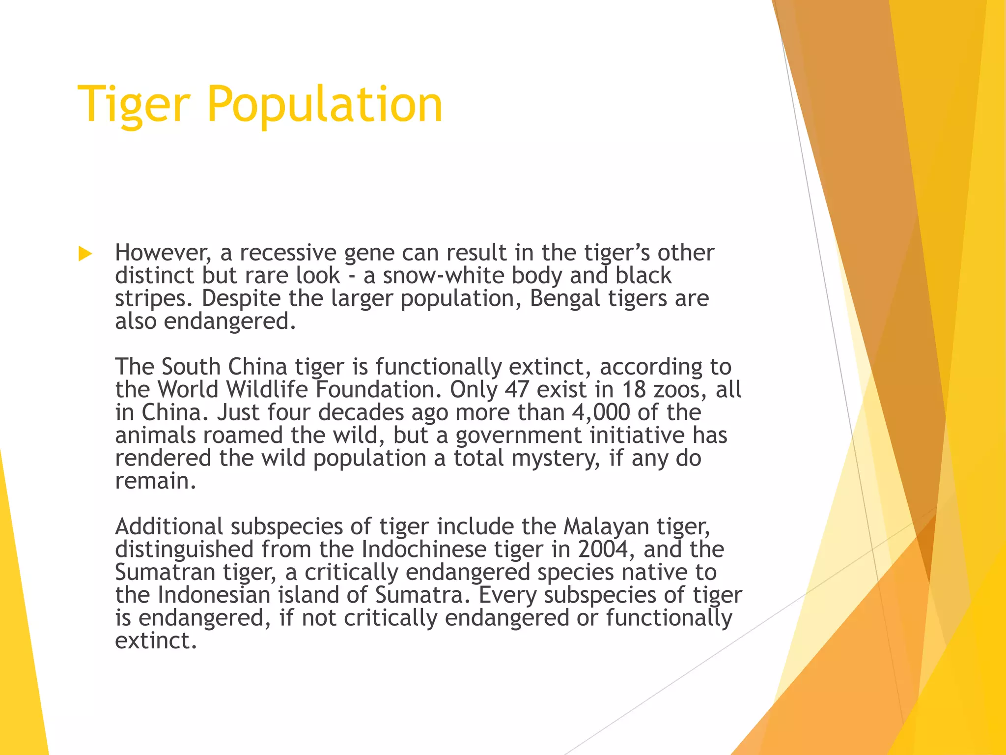 A Brief Overview of the World's Tiger Population | PPTX