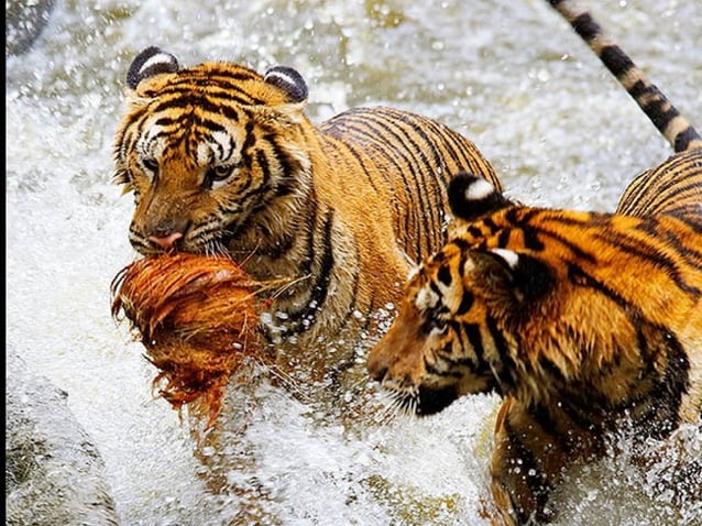 Tiger in action | PPS