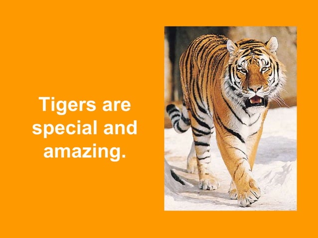 Tiger powerpoint | PPT