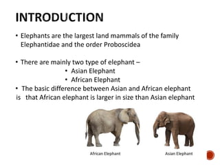 Tiger and elephant | PPTX