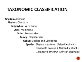 Tiger and elephant | PPTX
