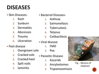 Tiger and elephant | PPTX