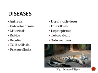 Tiger and elephant | PPTX