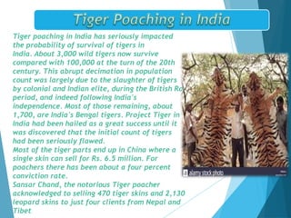 International Tiger Day By Rayan Pramanick From Birla Gyan Mandir Pptx