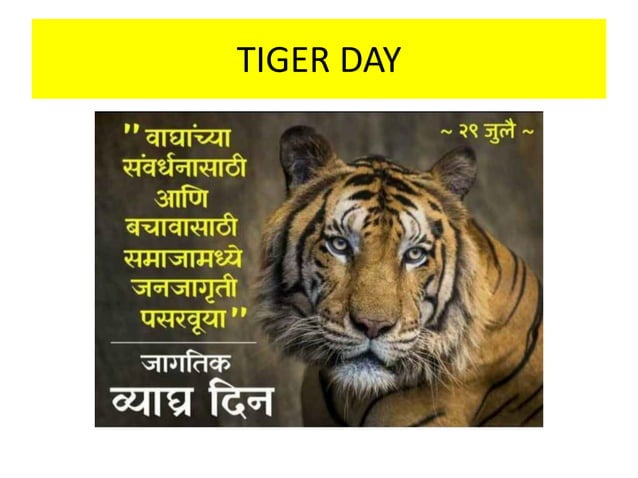 International Tiger day: PPT showing information about tiger | PPT