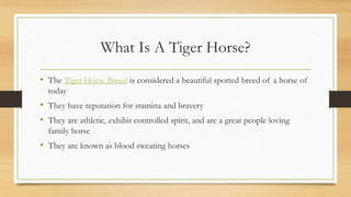 Tiger Horse Breed Registry Details | PPTX