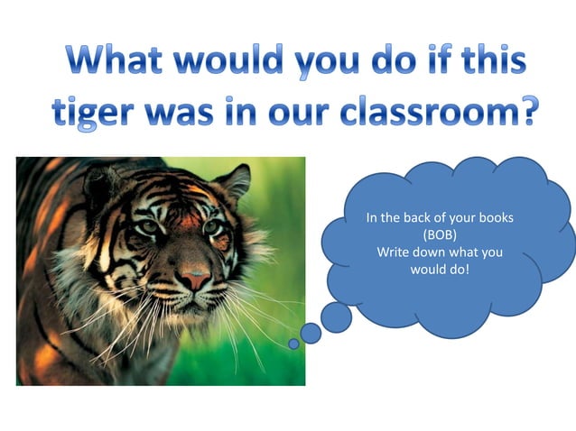 Tiger in classroom scenario | PPTX