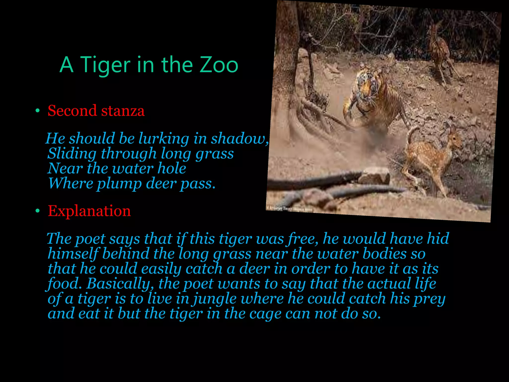 TIGER IN THE ZOO.pptx