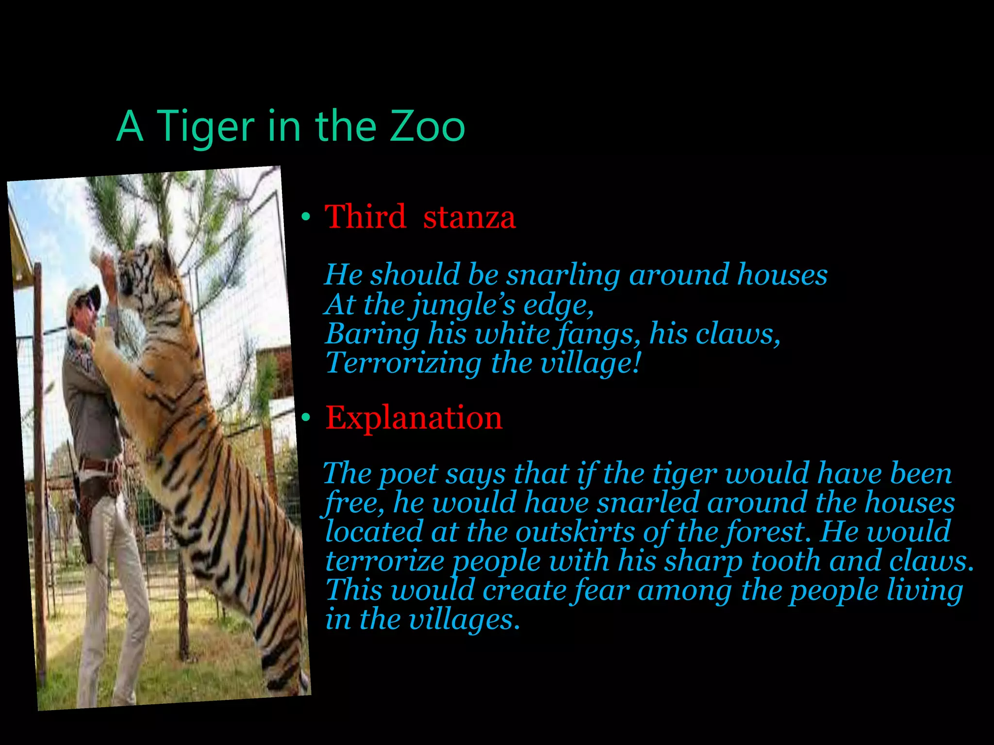 TIGER IN THE ZOO.pptx