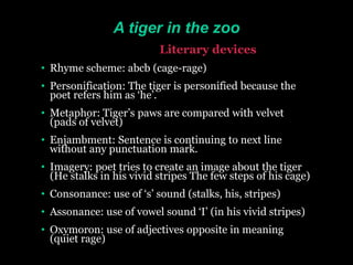 TIGER IN THE ZOO.pptx