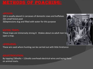 Tiger Poaching | PPT