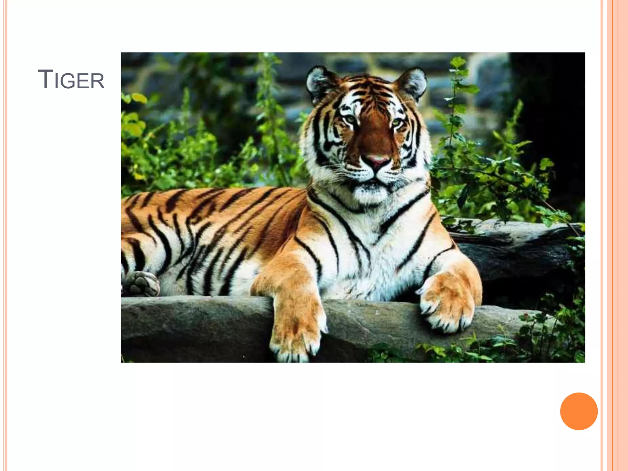 Tiger powerpoint | PPTX