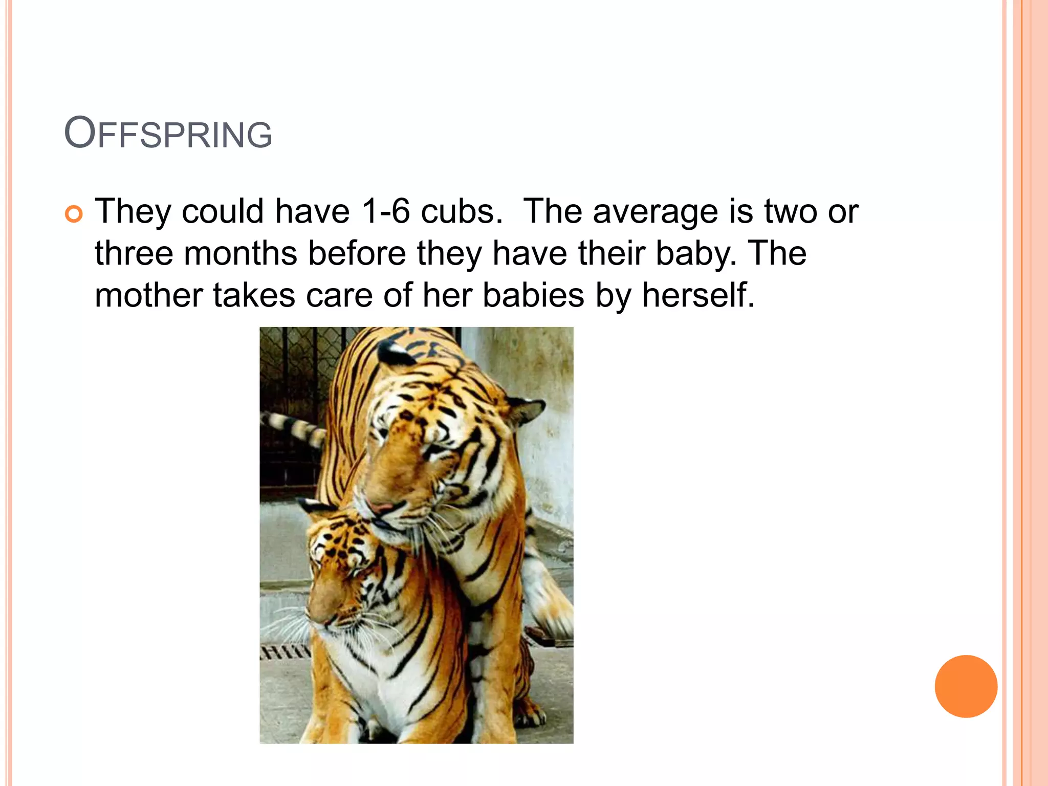 Tiger powerpoint | PPTX