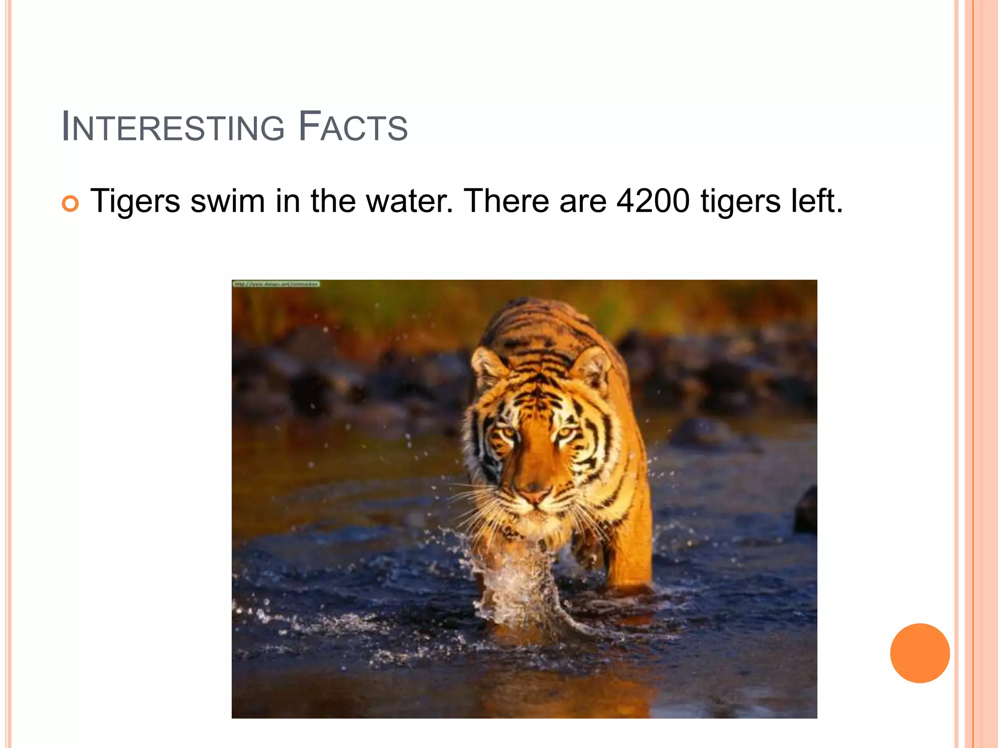 Tiger powerpoint | PPTX