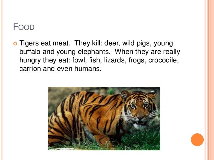 Tiger powerpoint