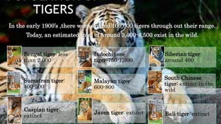 Tiger ppt | PPTX