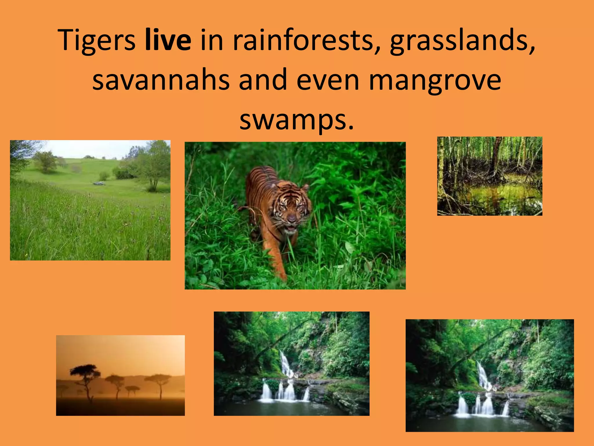 Tiger research task | PPTX