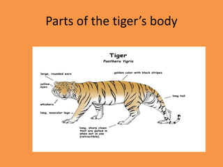 Tiger research task | PPT