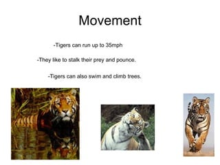 Tigers | PPT