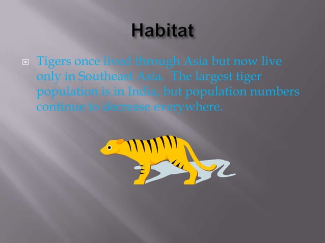 Tiger’s | PPT