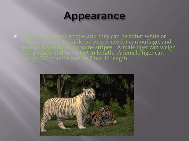 Tiger’s | PPT