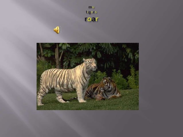 Tiger’s | PPT
