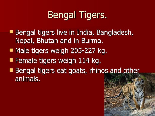 TIGERS | PPT