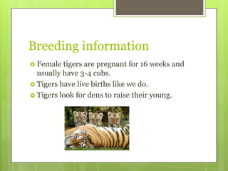 Tigers!!! | PPTX