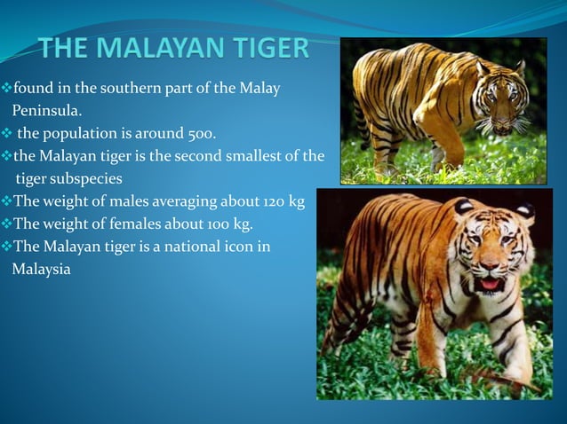 Tigers 120320021344-phpapp02 | PPT