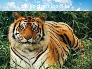 Tigers | PPTX