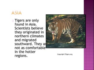 TIGERS OUR NATIONAL ANIMAL | PPTX