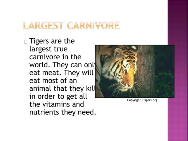 TIGERS OUR NATIONAL ANIMAL | PPTX
